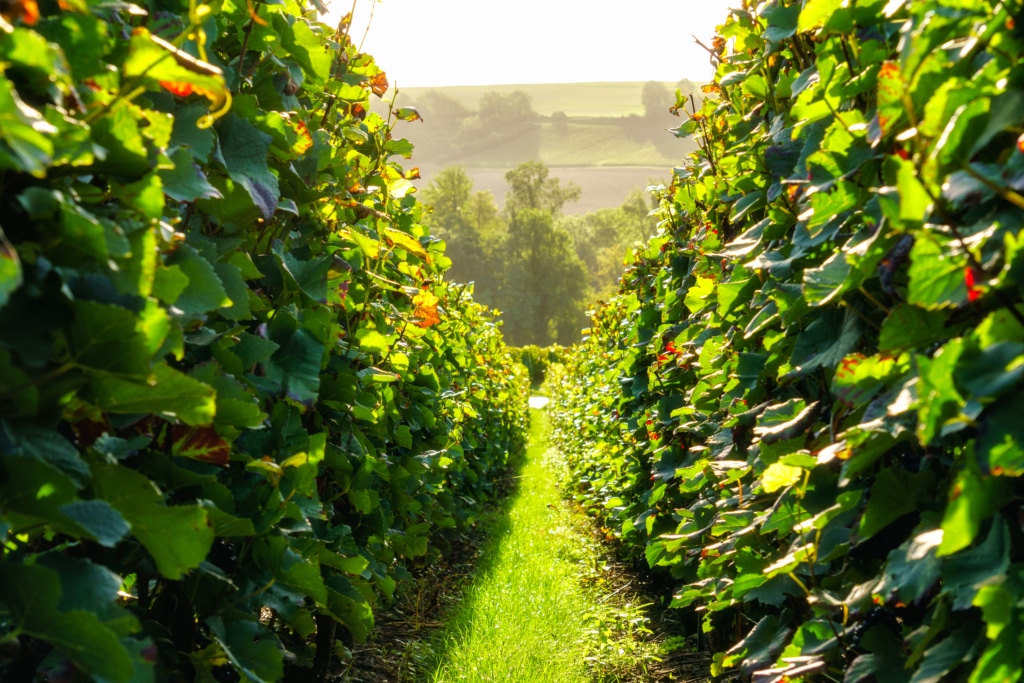 A Quick Guide to Champagne Terminology - Part 1 - Sally Hillman