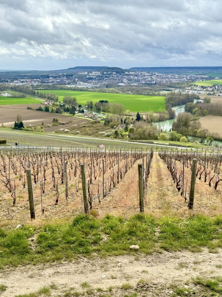Champagne Terminology Part 3: A Look at the Vines - Sally Hillman